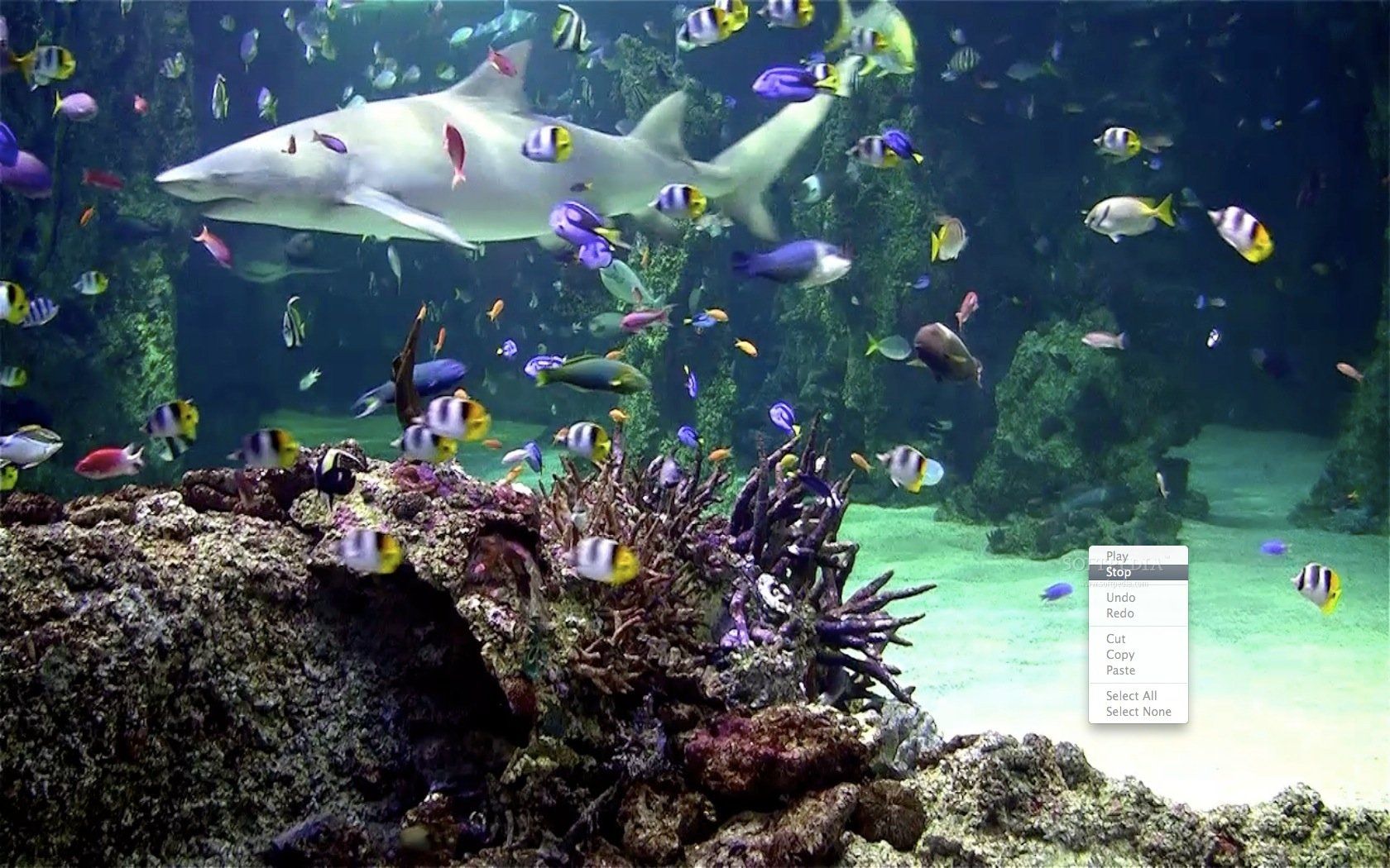 Download Aquarium Screensaver Eazyjes Download Aquarium Screensaver Eazyjes