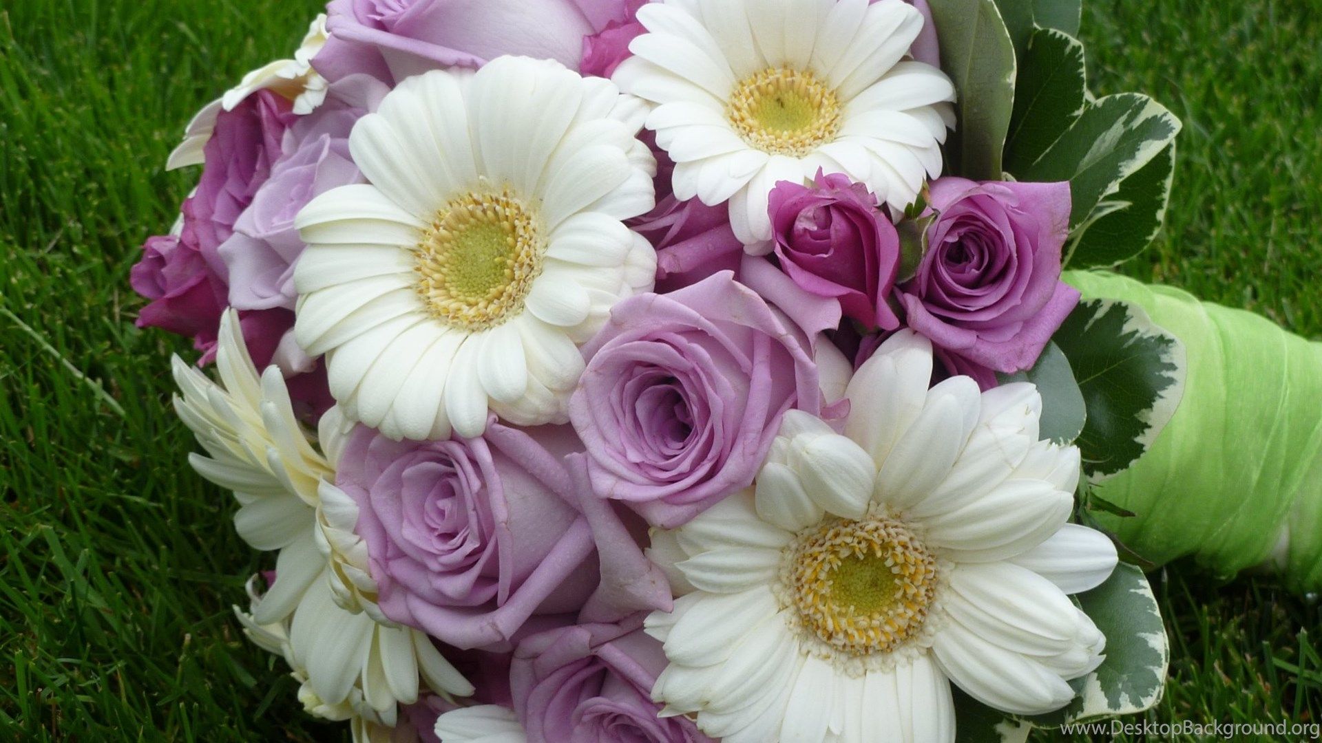 New Flower Wallpapers on WallpaperDog