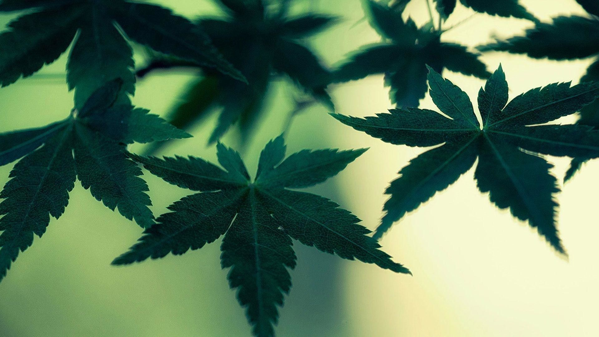 Popular Weed Wallpapers on WallpaperDog