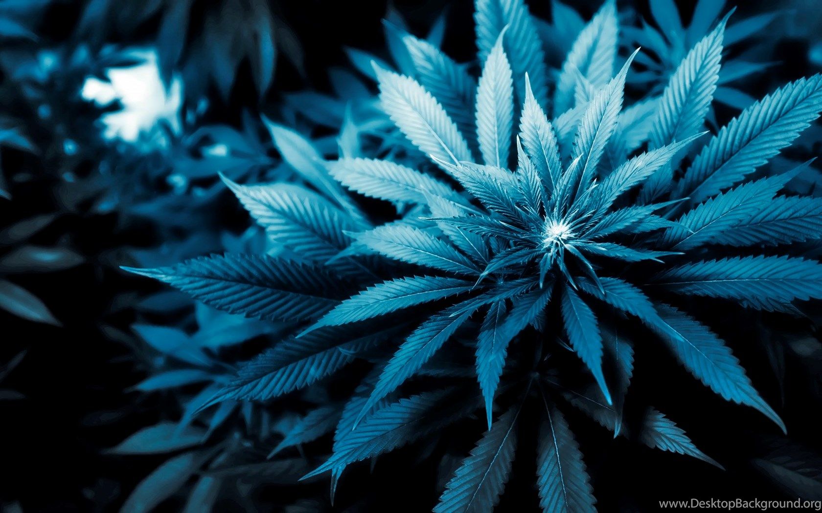 Popular Weed Wallpapers on WallpaperDog