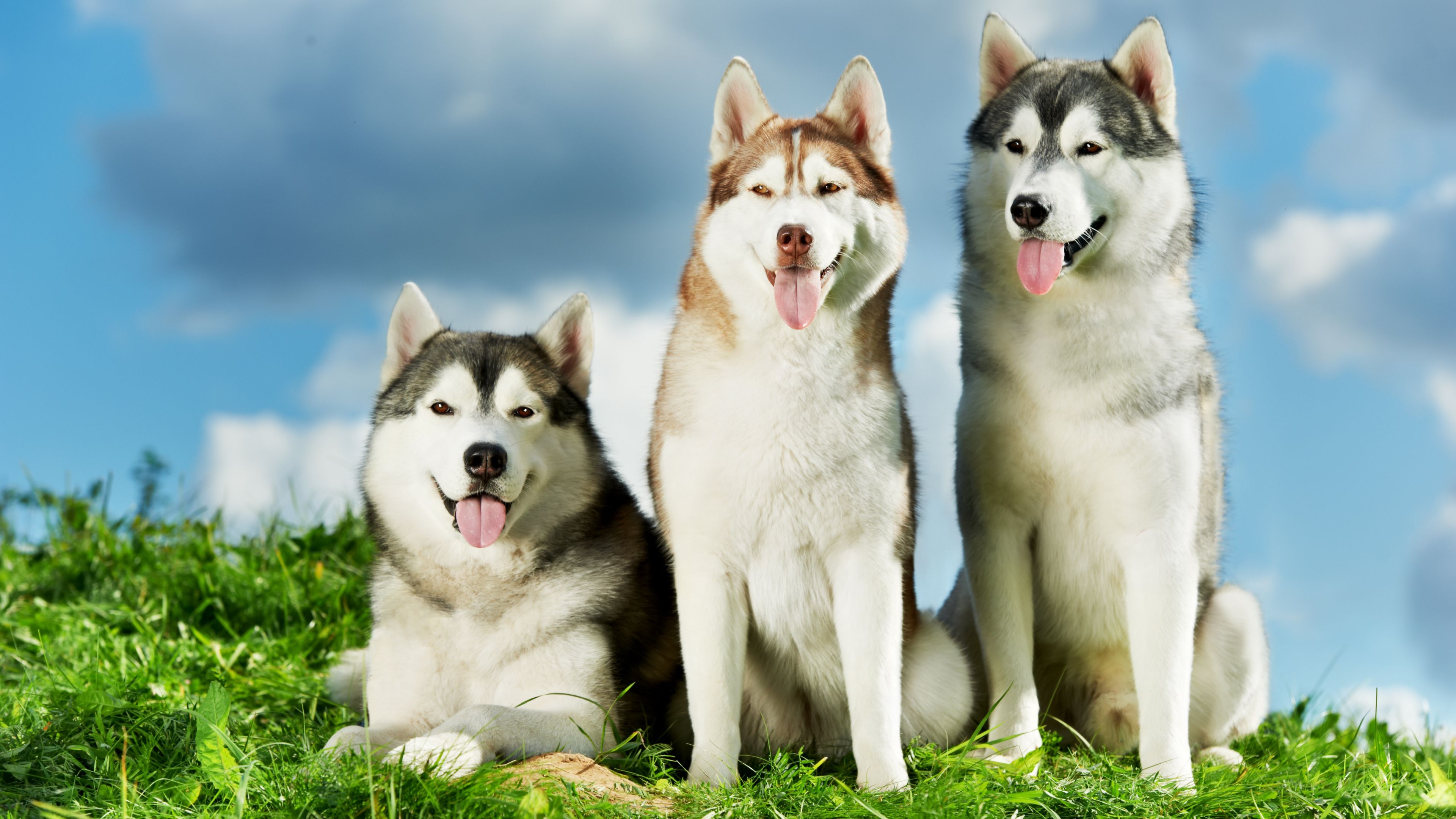 Cool Husky Wallpapers on WallpaperDog