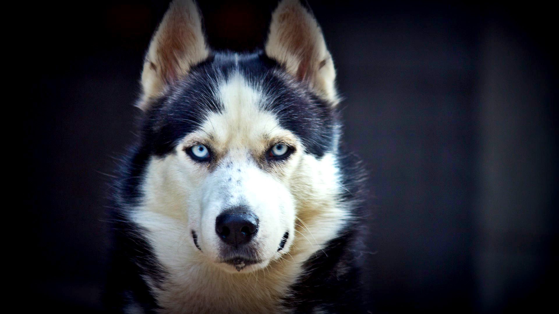 Cool Husky Wallpapers on WallpaperDog