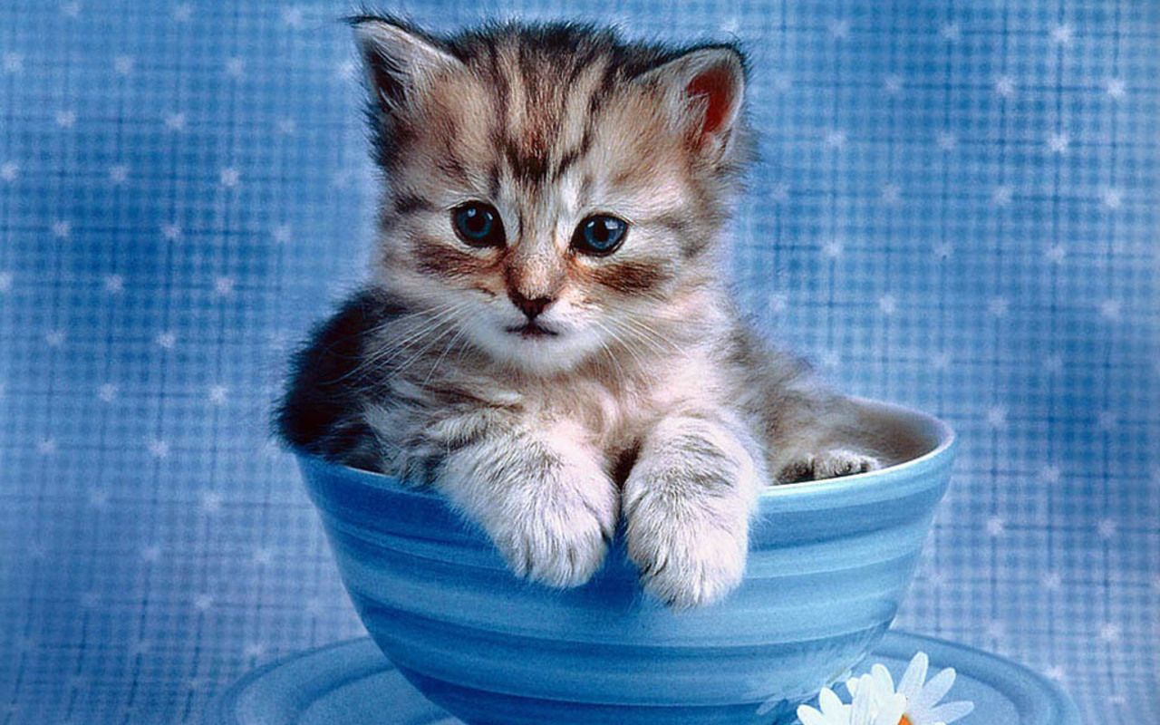 Cute Kitten Wallpapers on WallpaperDog