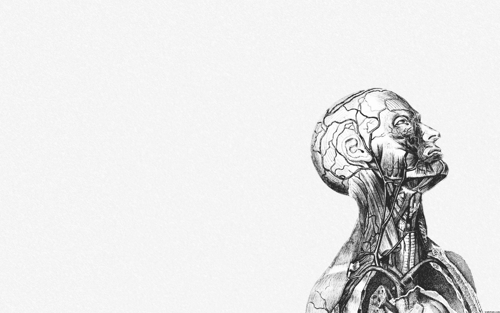 Medical Anatomy Wallpapers on WallpaperDog