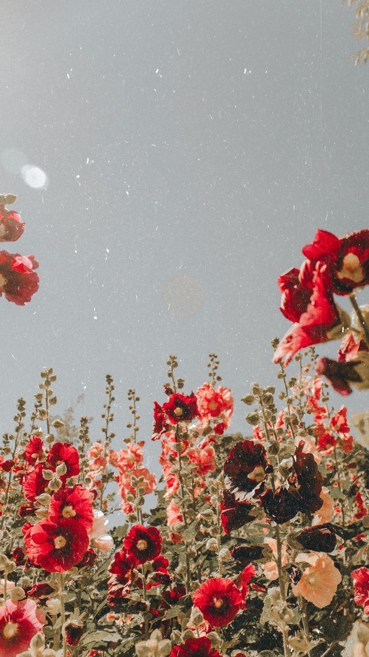 Pinterest Flower Wallpapers on WallpaperDog