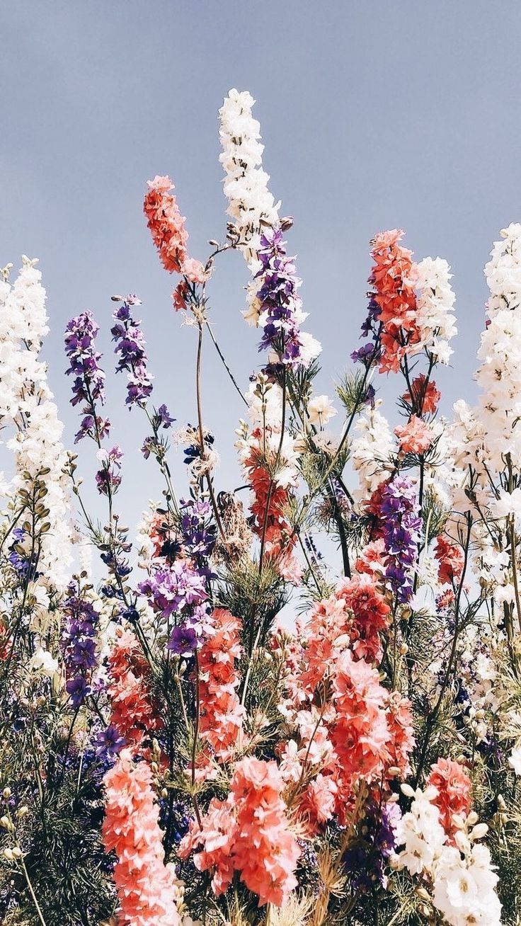 Pinterest Flower Wallpapers on WallpaperDog