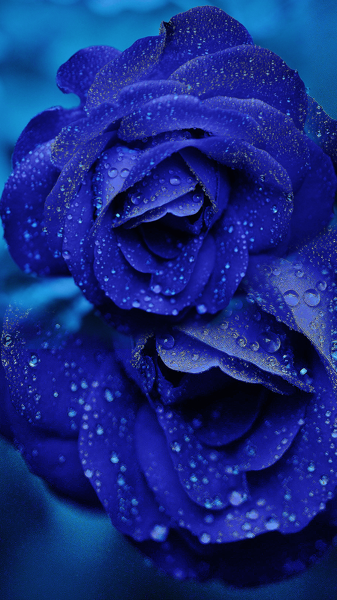 Blue Rose Wallpapers on WallpaperDog