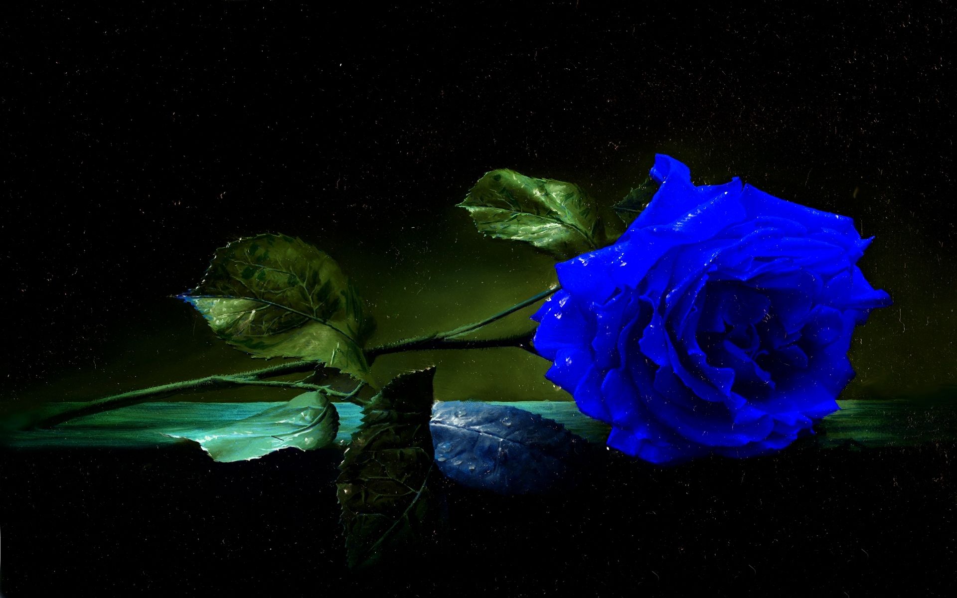 Blue Rose Wallpapers on WallpaperDog