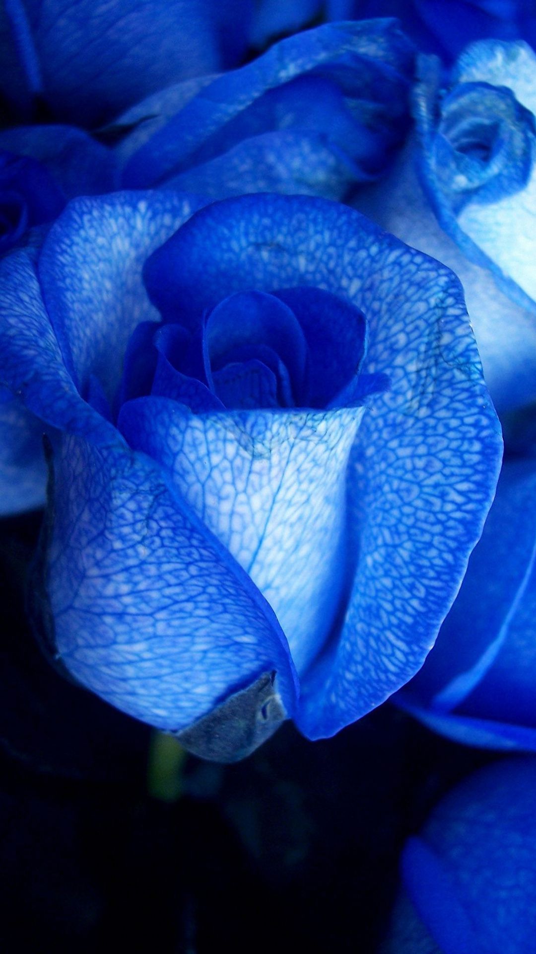 Blue Rose Wallpapers on WallpaperDog