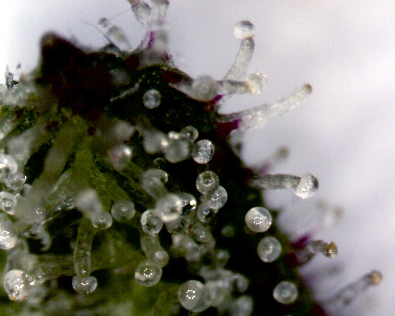 Marijuana Trichome Wallpapers on WallpaperDog