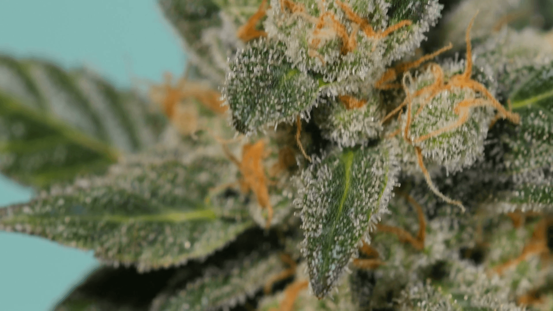 Marijuana Trichome Wallpapers on WallpaperDog