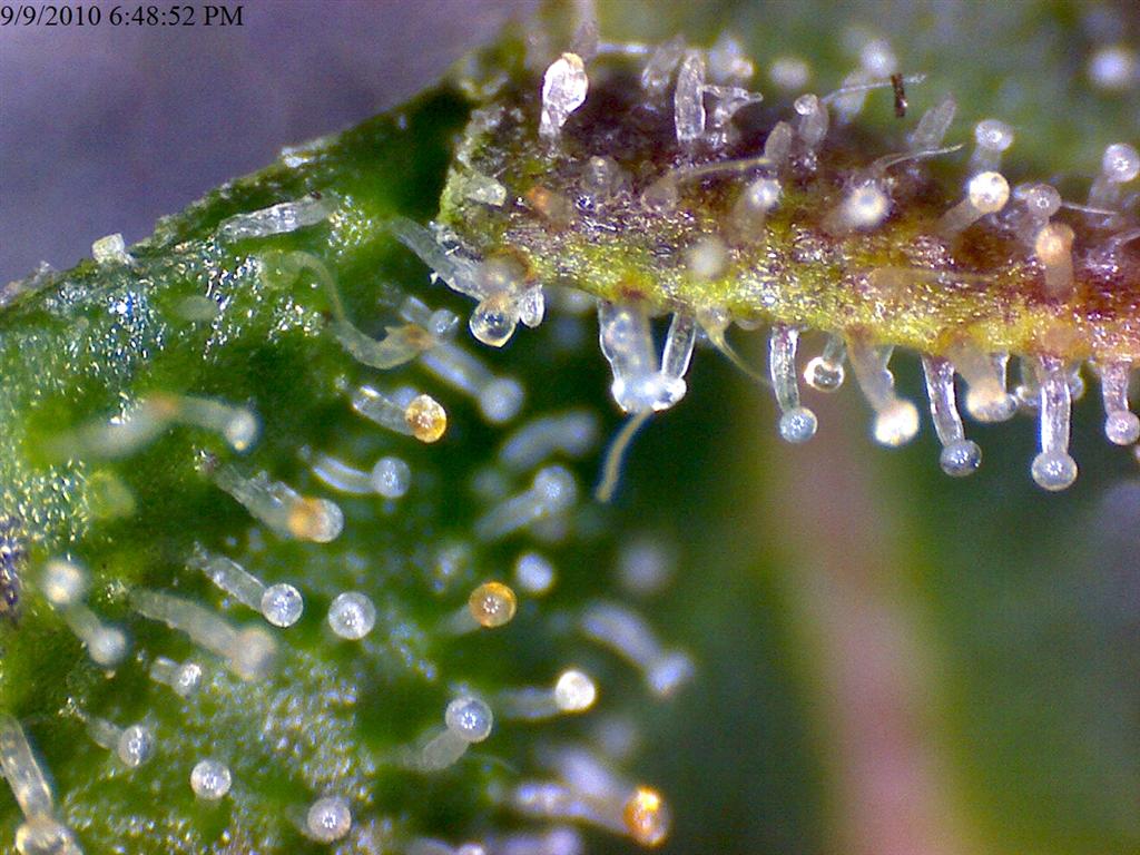 Marijuana Trichome Wallpapers on WallpaperDog