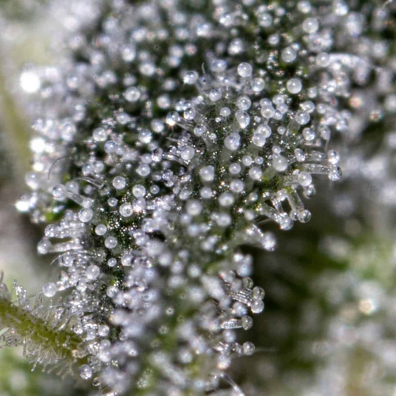 Marijuana Trichome Wallpapers on WallpaperDog