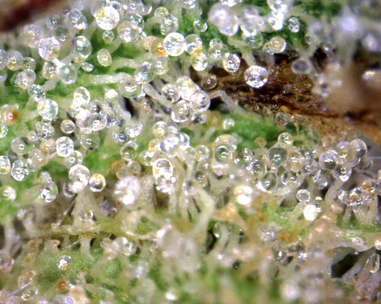 Marijuana Trichome Wallpapers on WallpaperDog