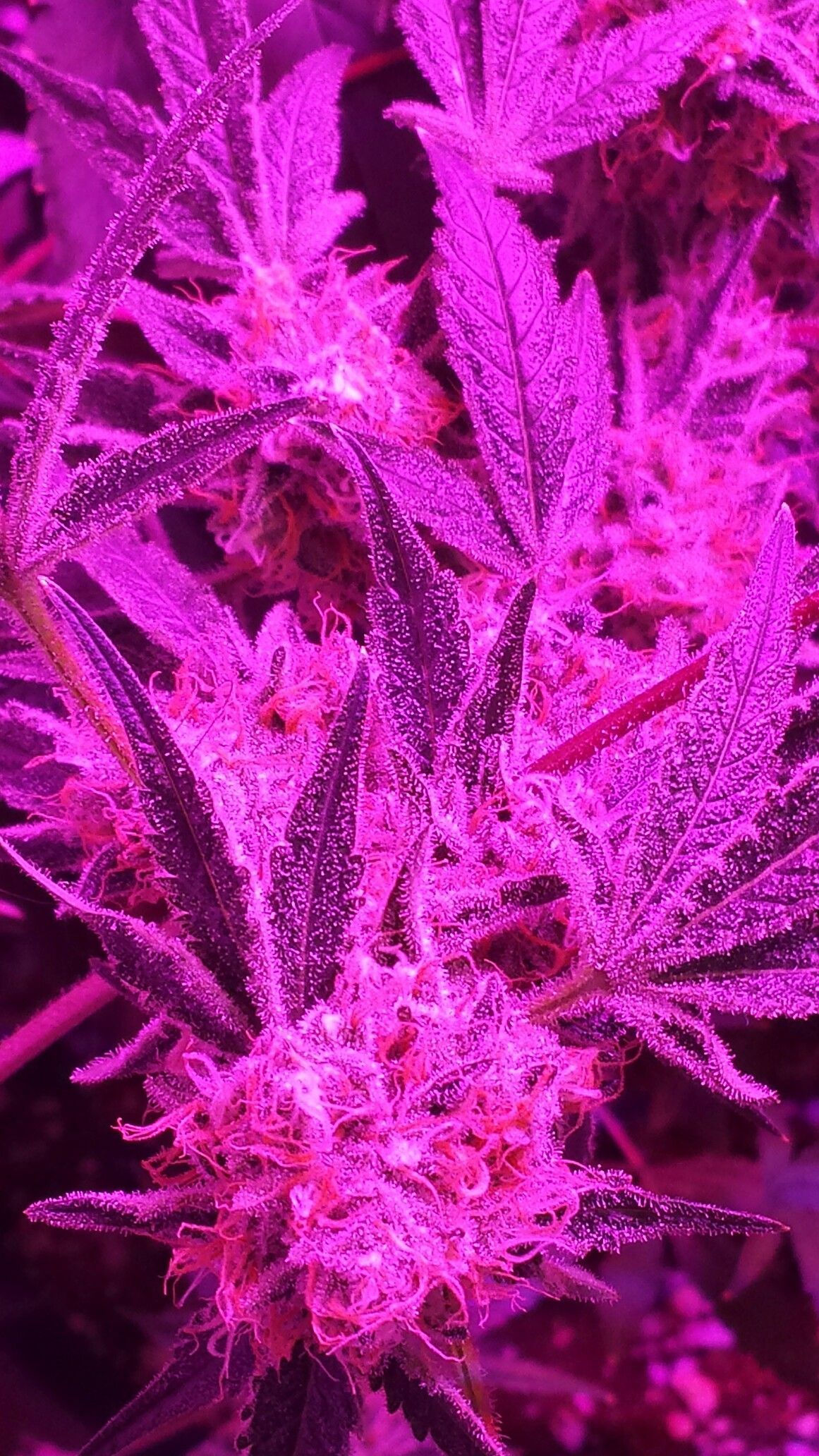 Marijuana Trichome Wallpapers on WallpaperDog