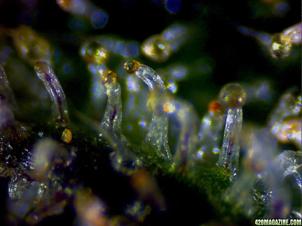 Marijuana Trichome Wallpapers on WallpaperDog