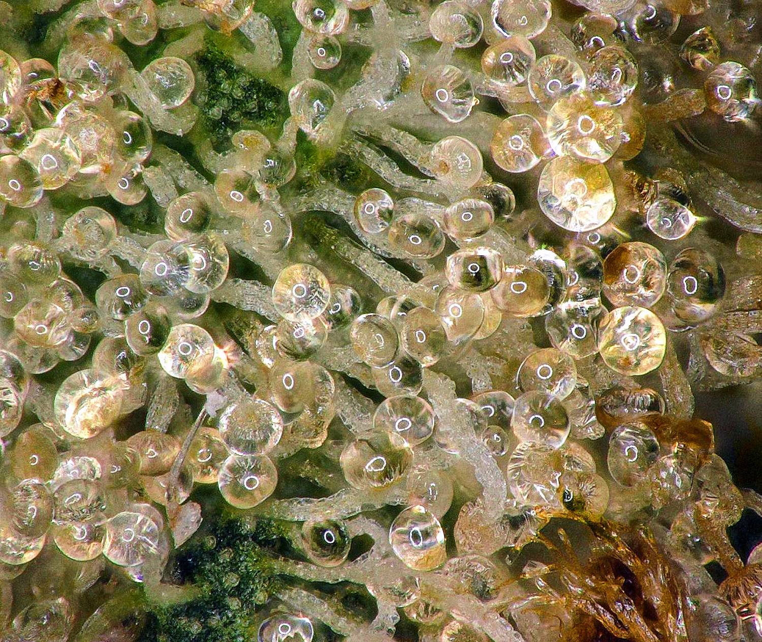 Marijuana Trichome Wallpapers on WallpaperDog