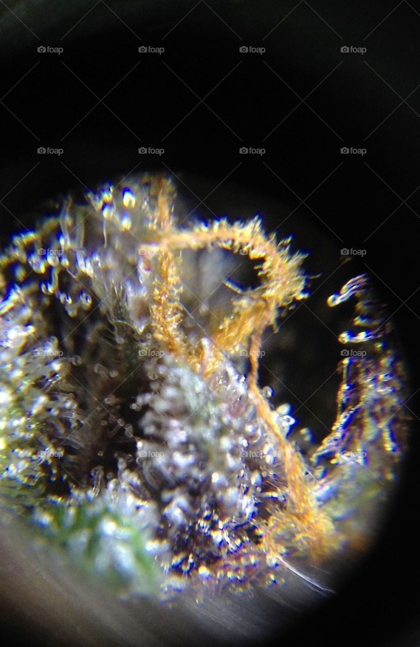 Marijuana Trichome Wallpapers on WallpaperDog