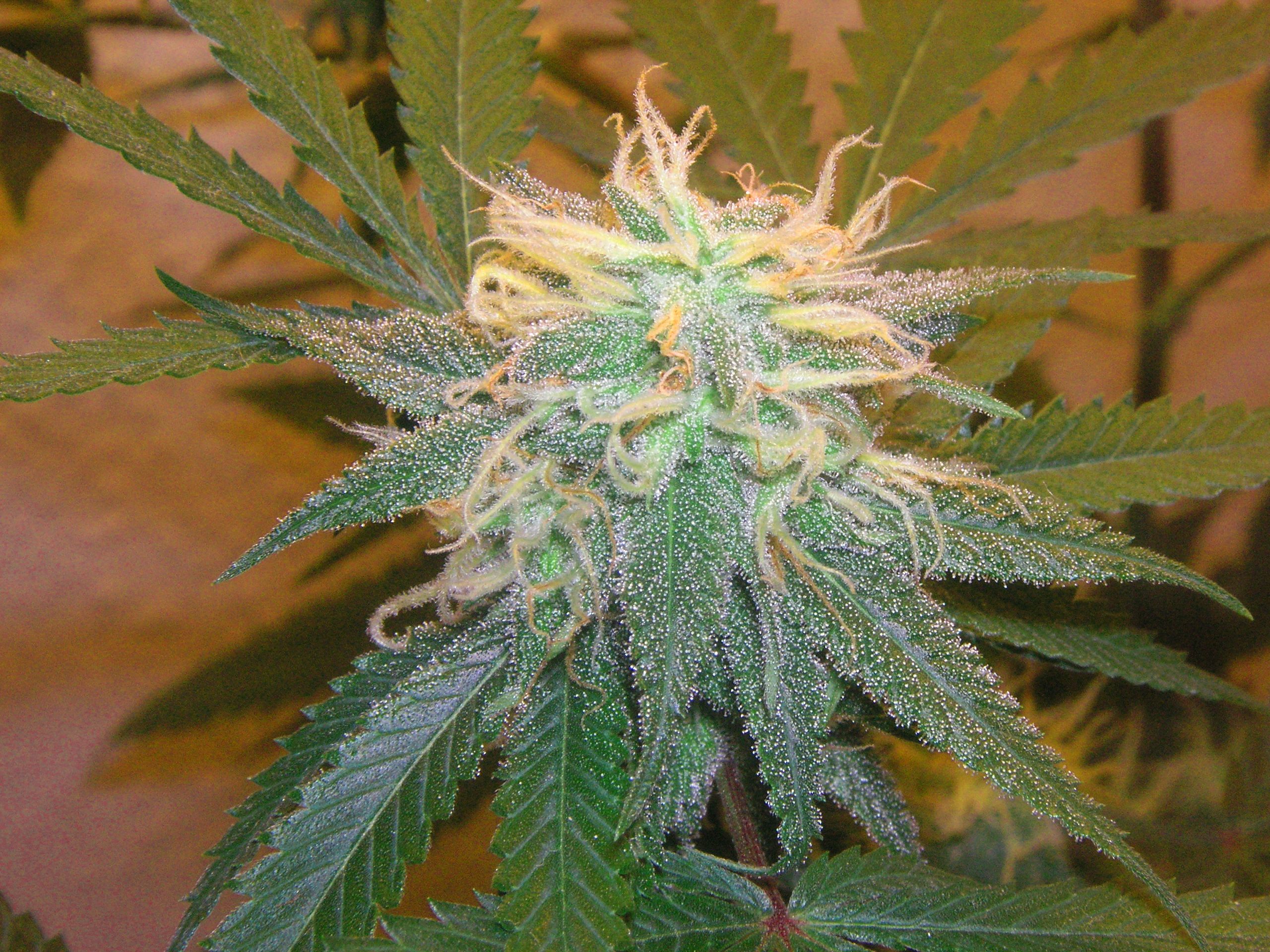 Marijuana Trichome Wallpapers on WallpaperDog