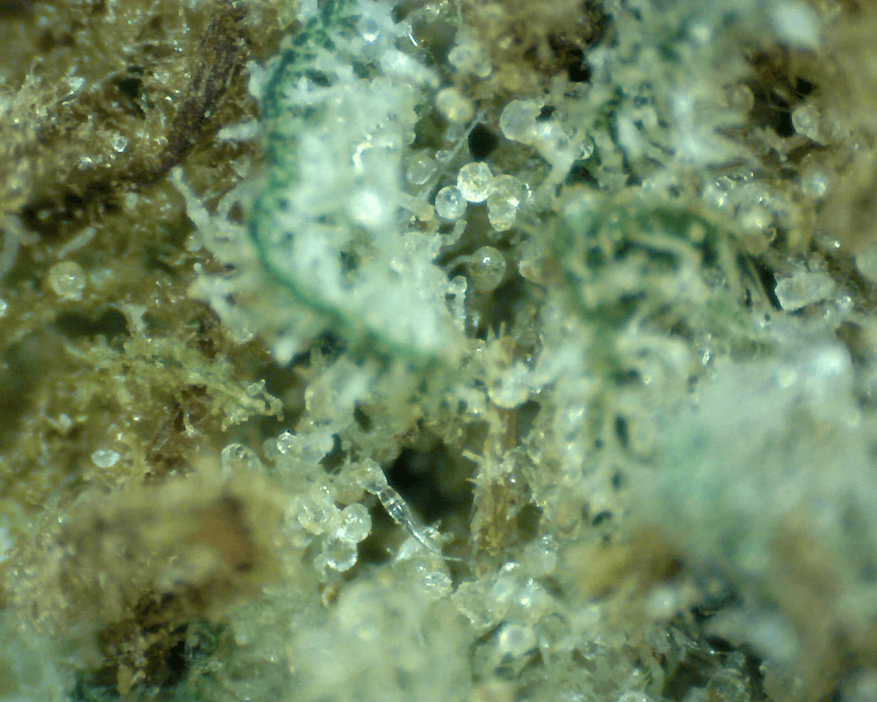 Marijuana Trichome Wallpapers on WallpaperDog