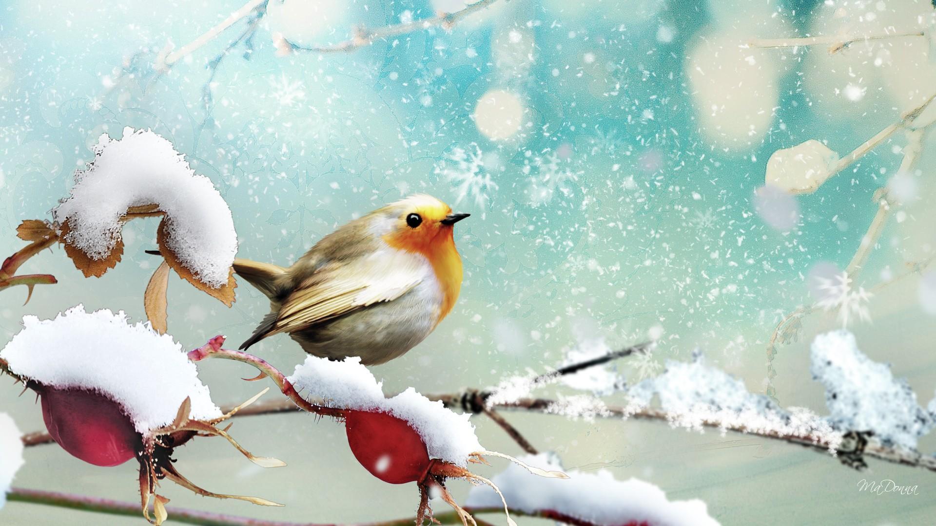 Winter Bird Wallpapers on WallpaperDog