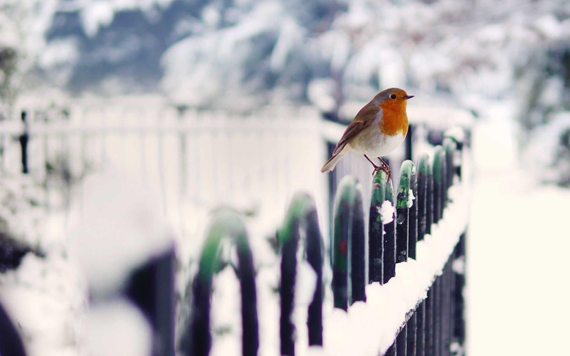 Winter Bird Wallpapers on WallpaperDog
