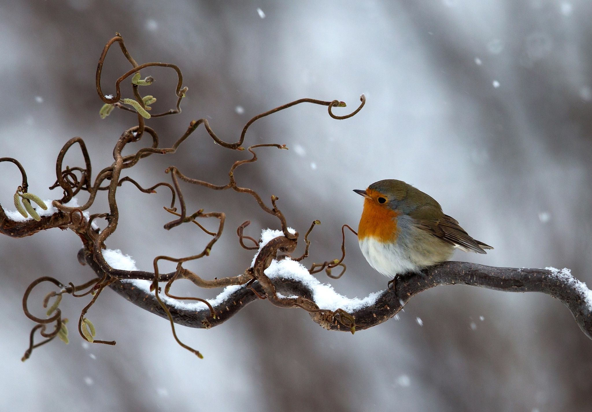 Winter Bird Wallpapers on WallpaperDog