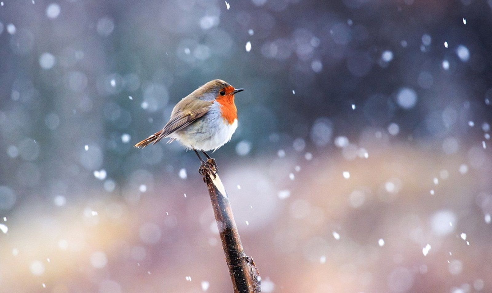 Winter Bird Wallpapers on WallpaperDog