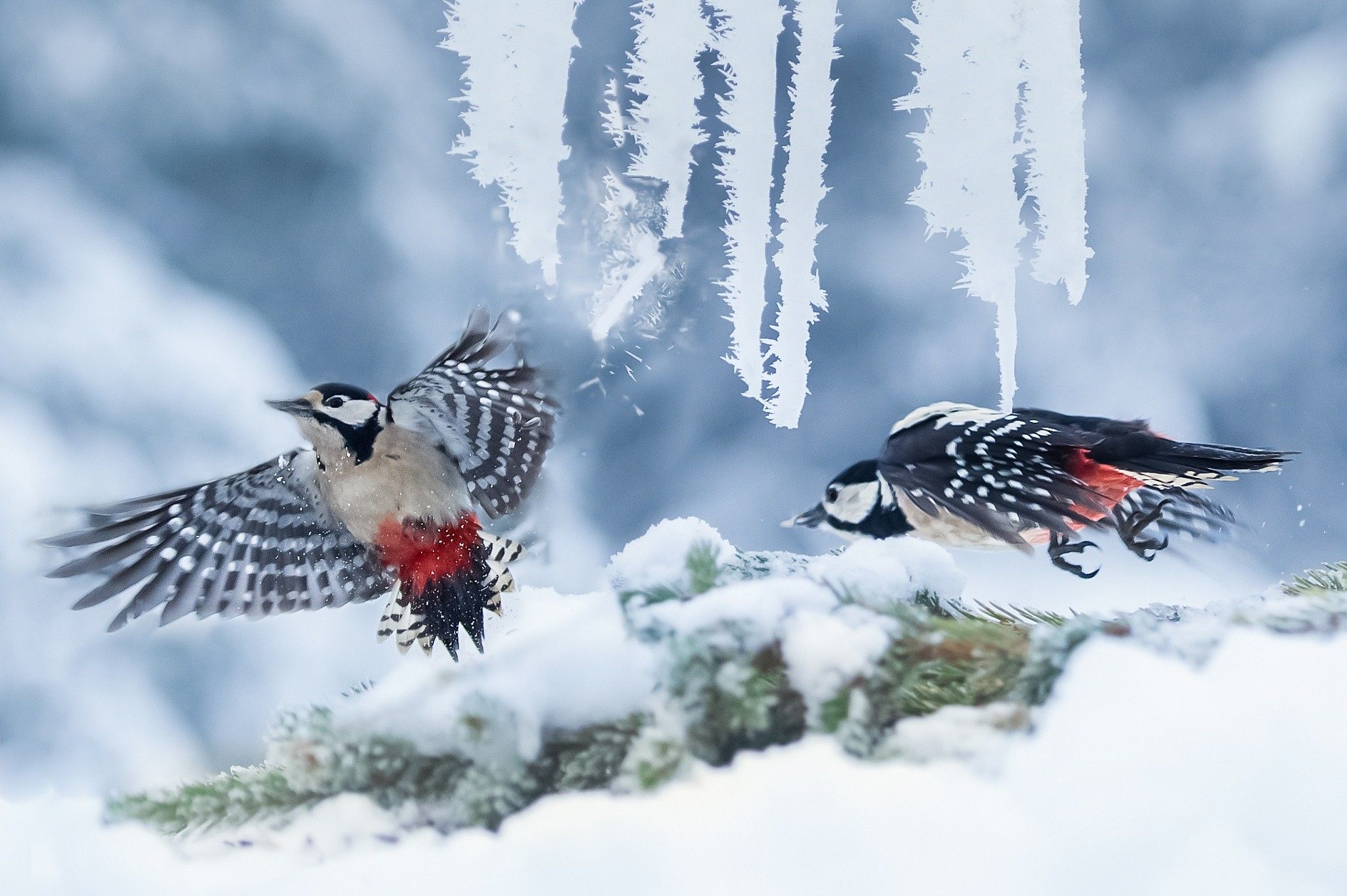 Winter Bird Wallpapers on WallpaperDog