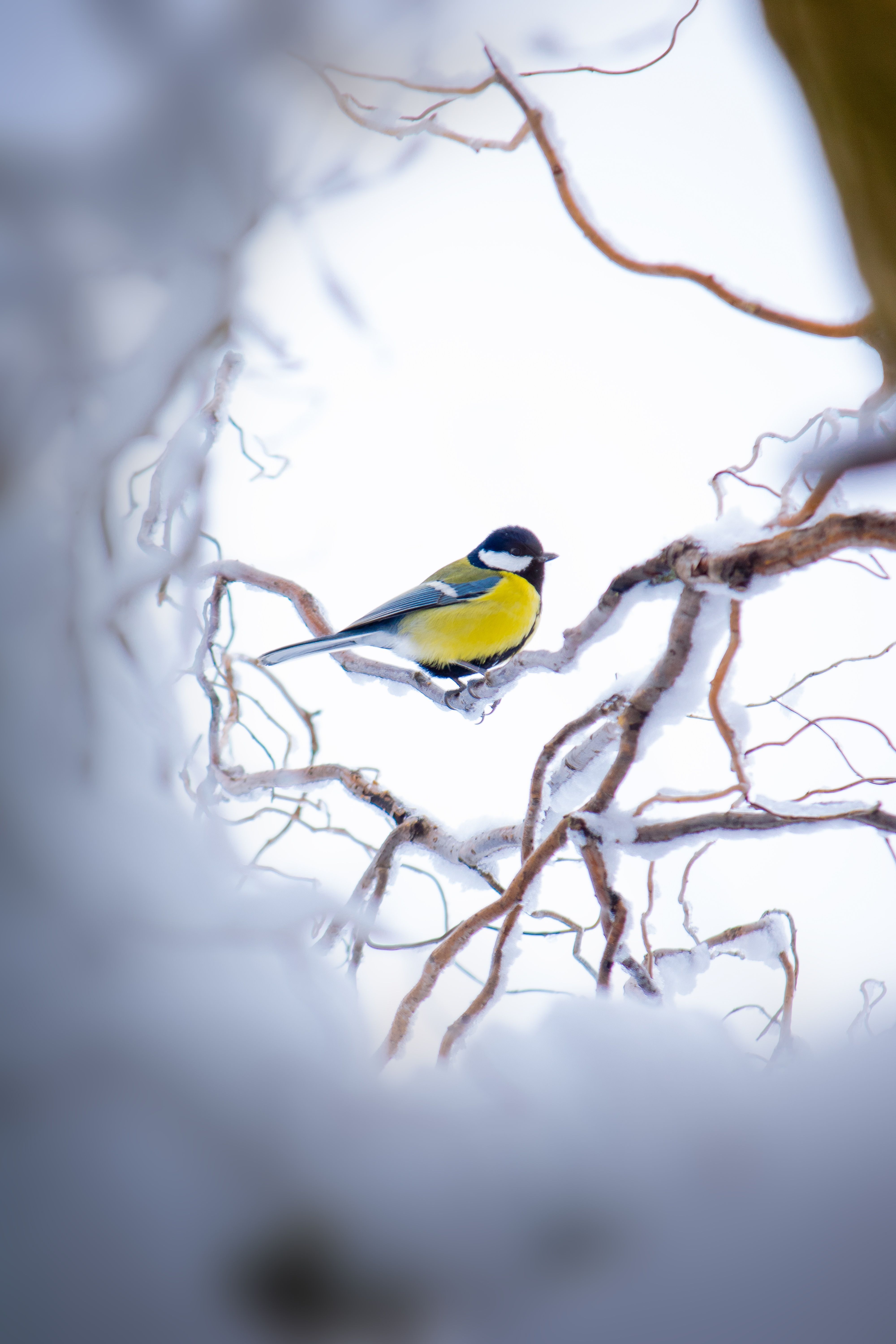 Winter Bird Wallpapers on WallpaperDog