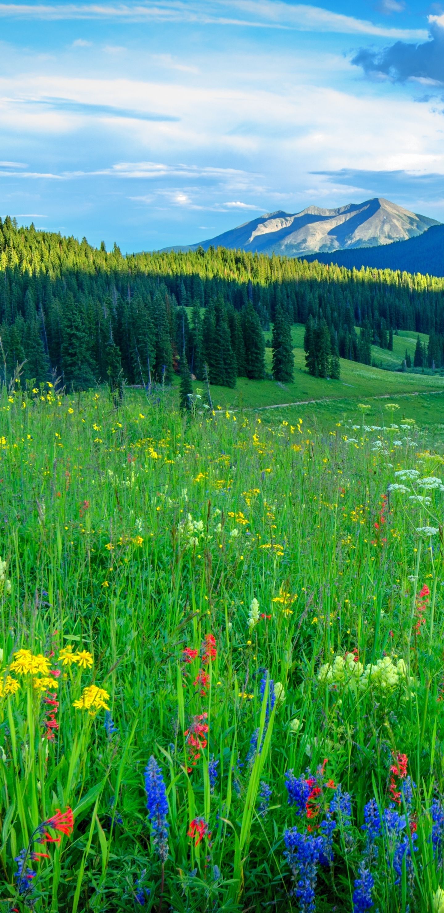 Spring Meadow Wallpapers on WallpaperDog