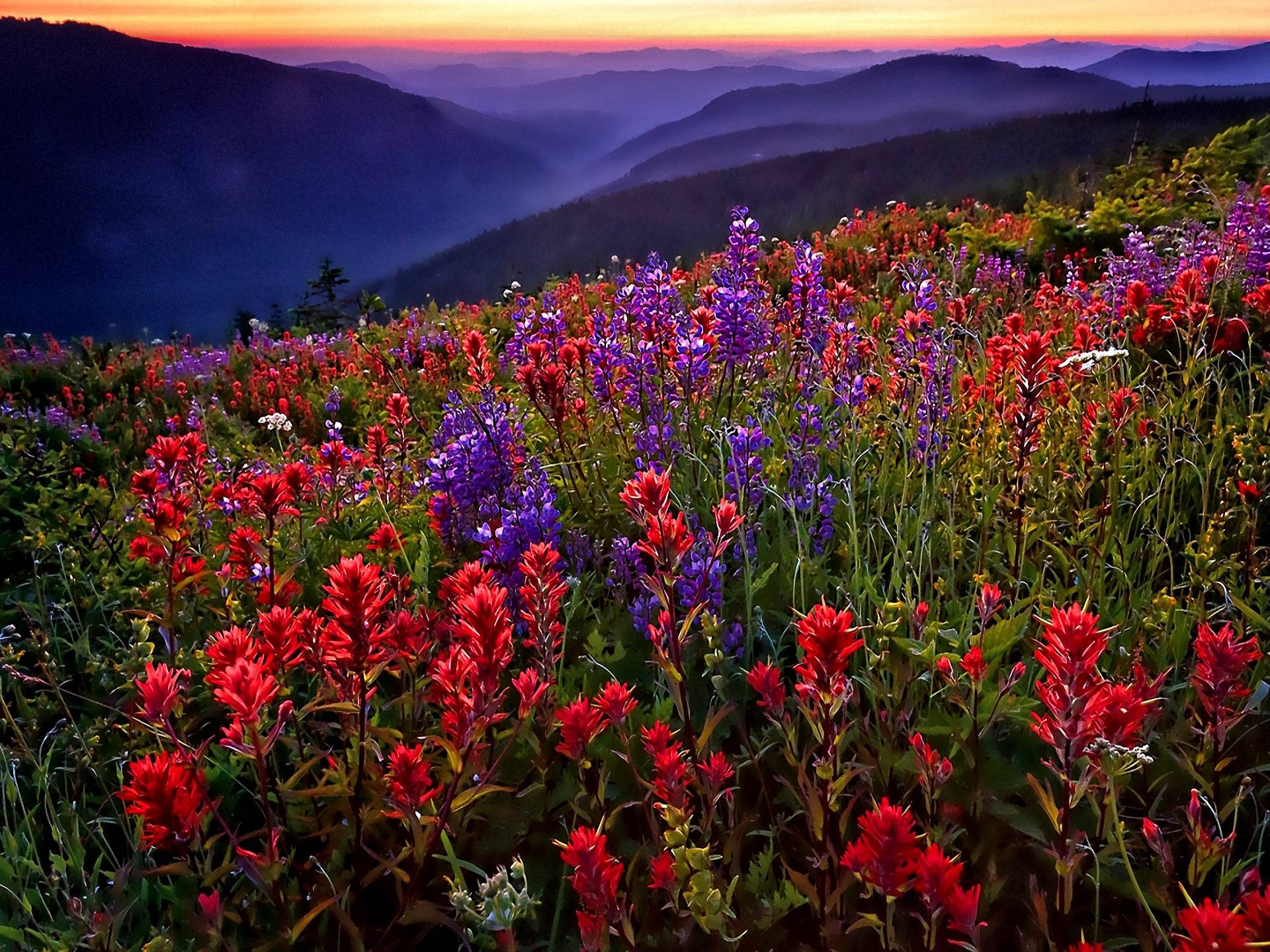 Spring Meadow Wallpapers on WallpaperDog