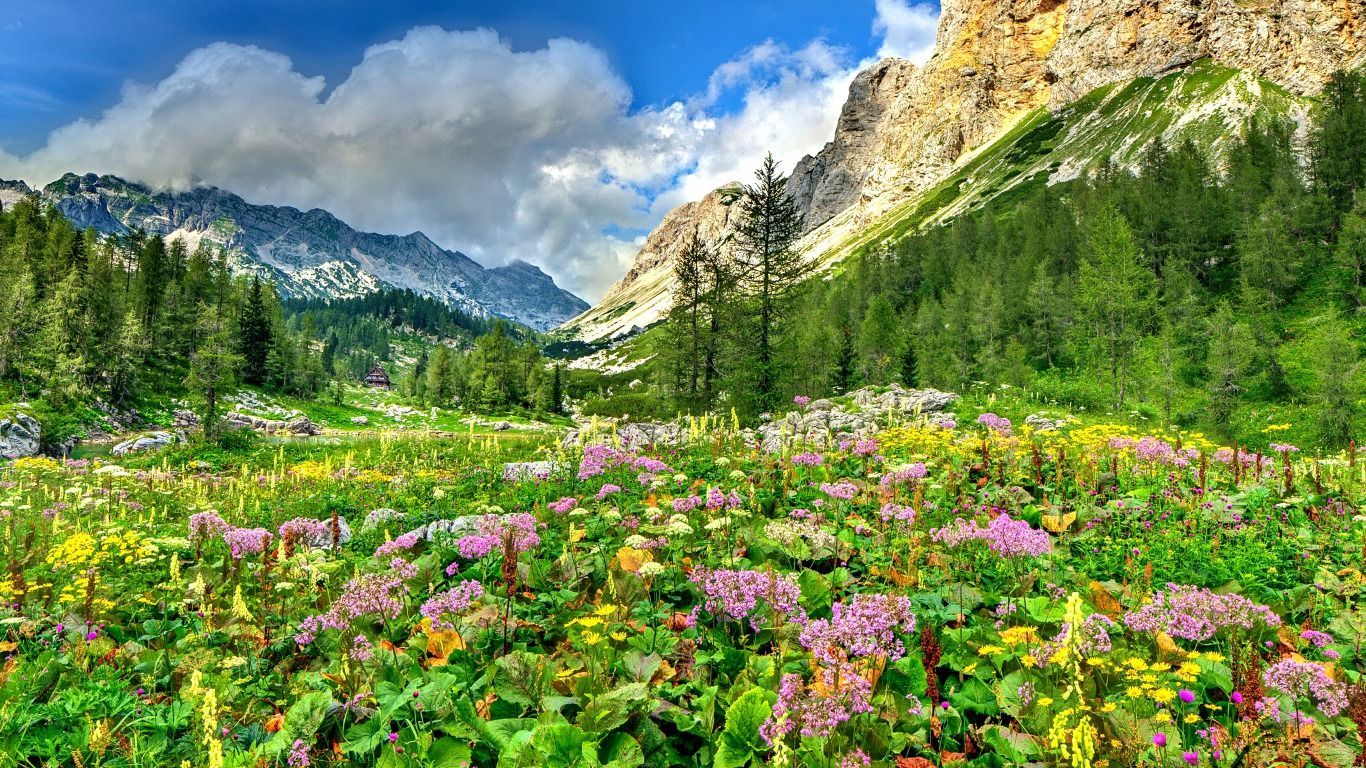 Spring Meadow Wallpapers on WallpaperDog