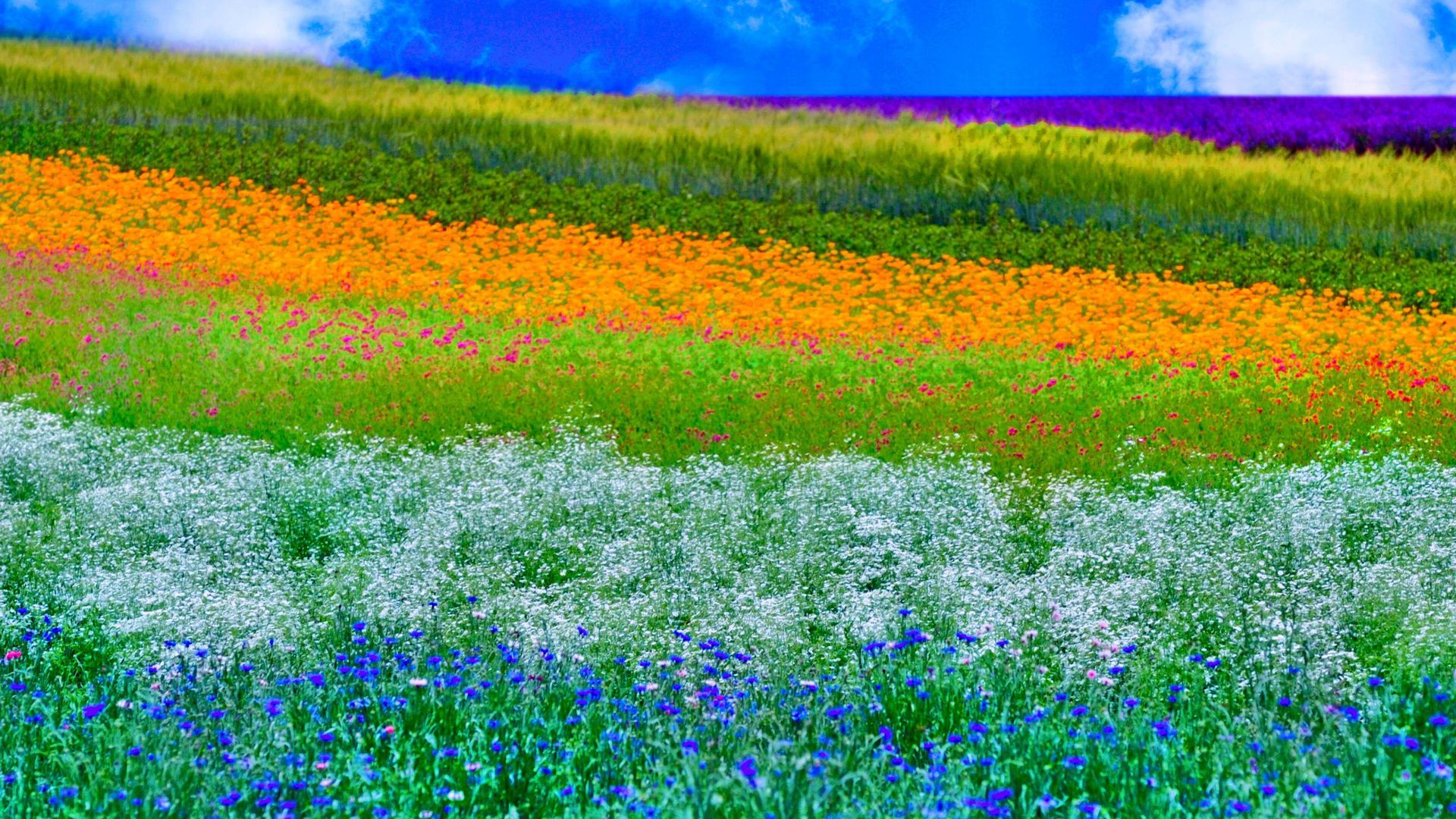 Spring Meadow Wallpapers on WallpaperDog