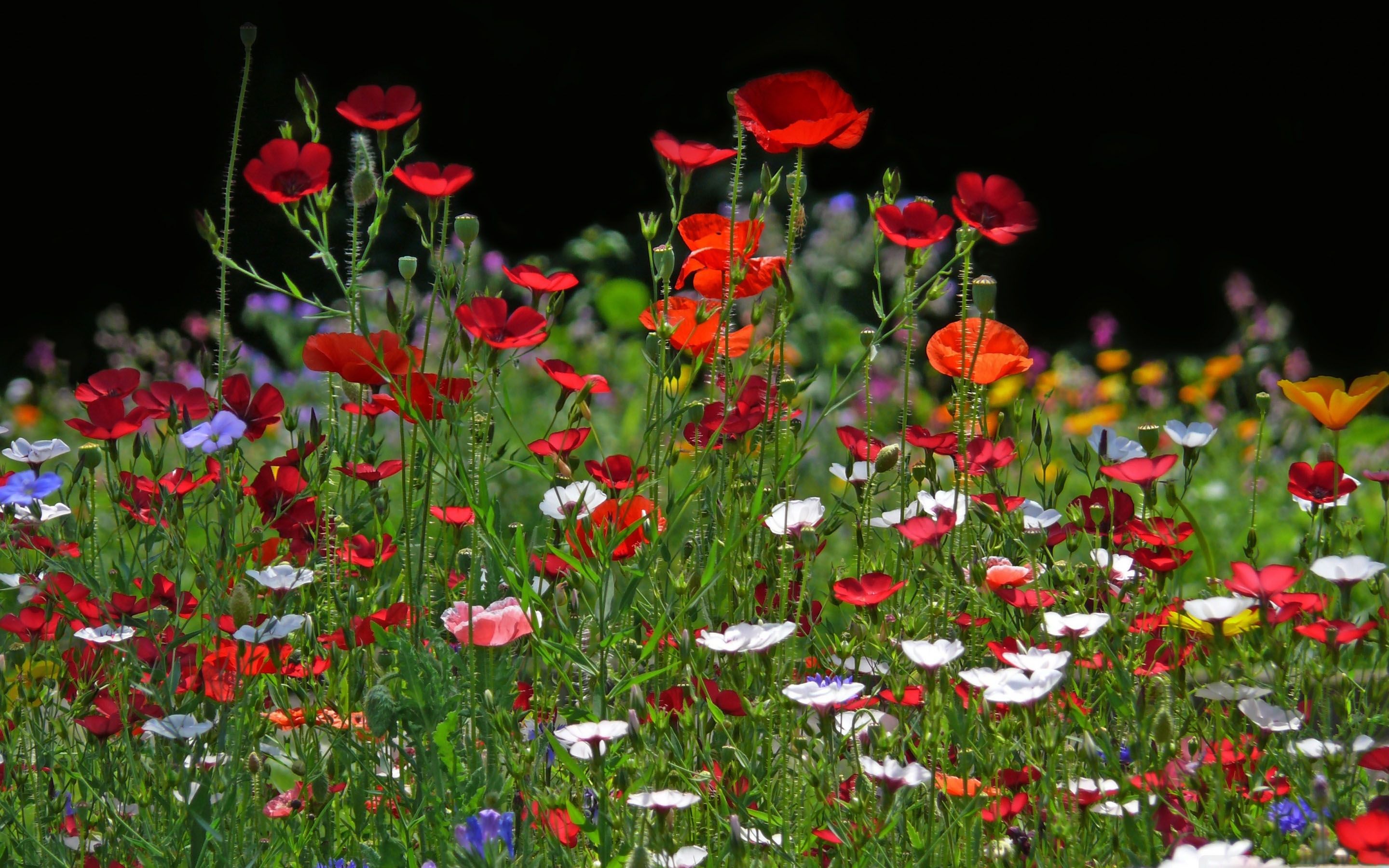 Spring Meadow Wallpapers on WallpaperDog