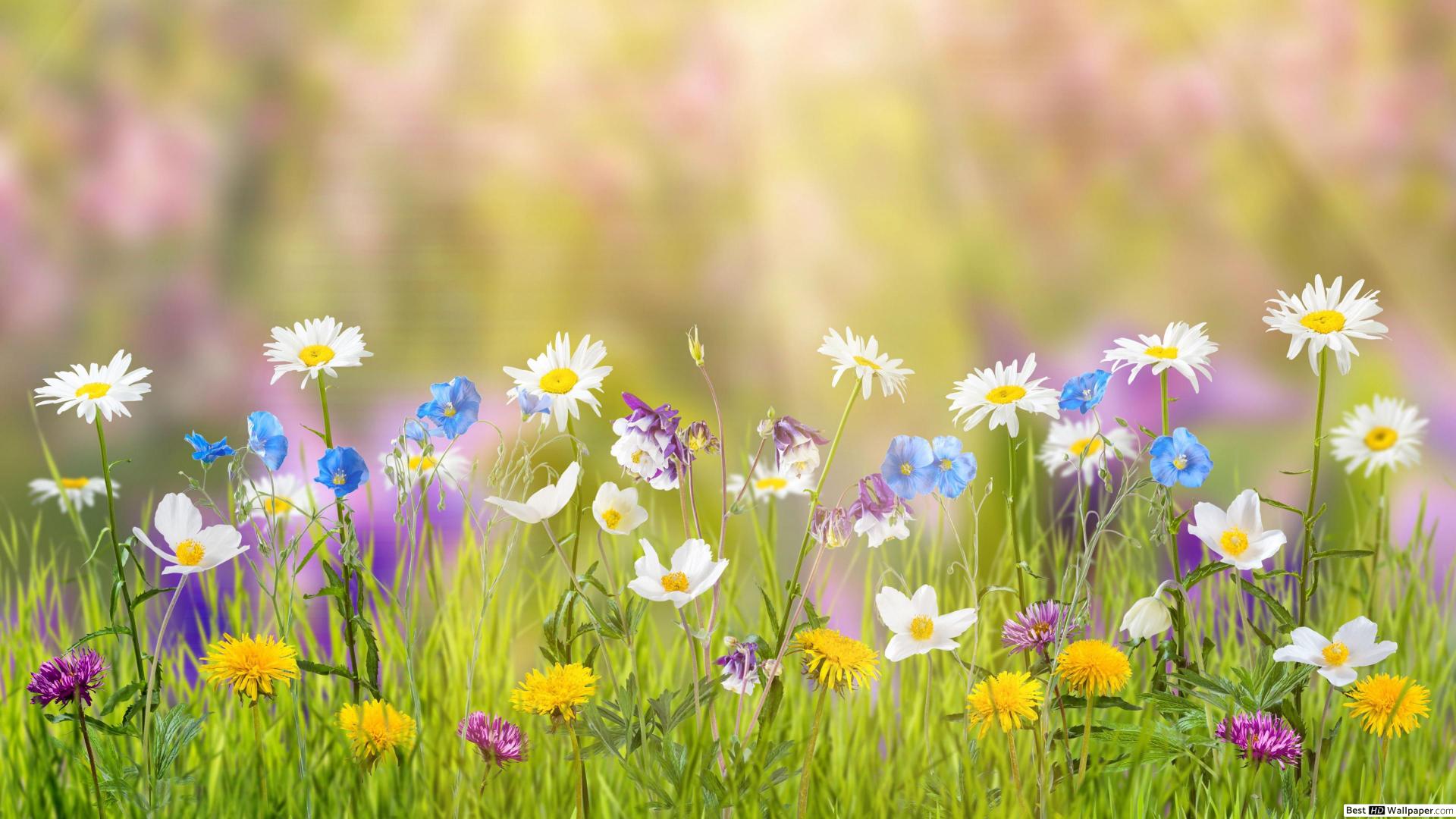 Spring Meadow Wallpapers on WallpaperDog