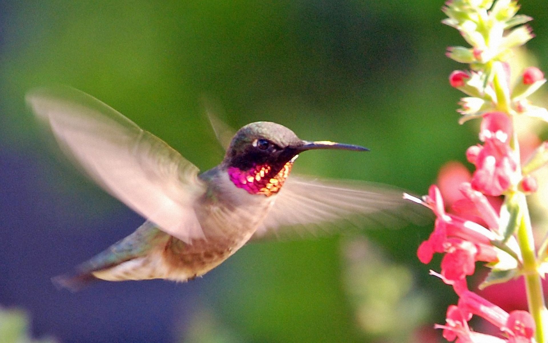 Hummingbird Desktop Wallpapers on WallpaperDog