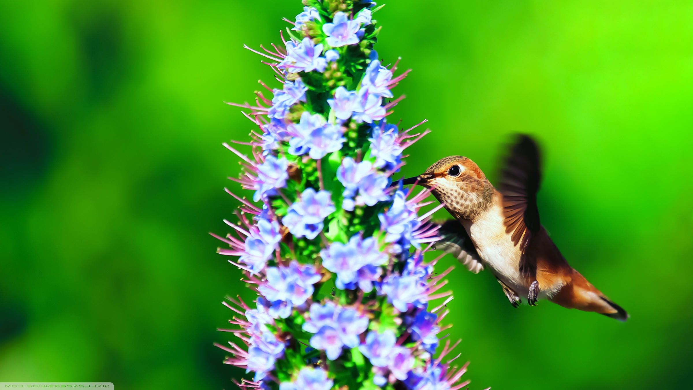 Hummingbird Desktop Wallpapers on WallpaperDog
