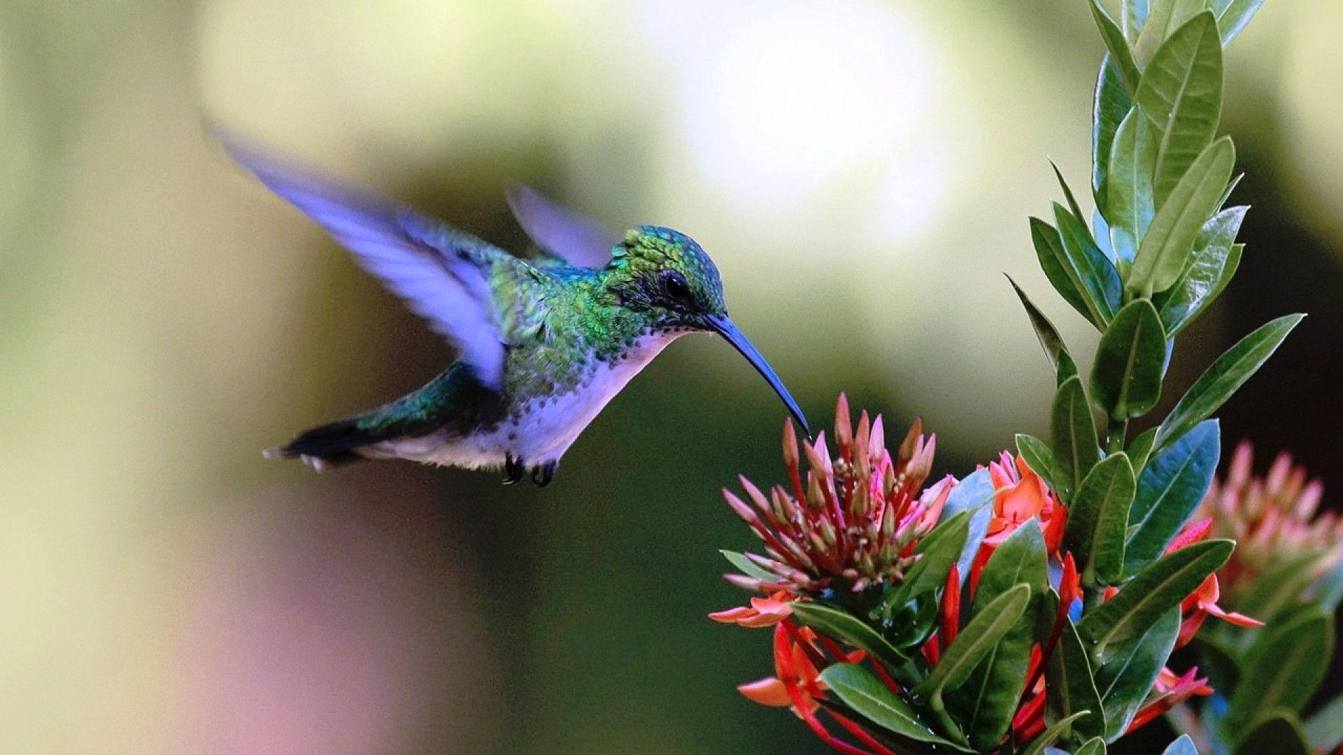 Hummingbird Desktop Wallpapers on WallpaperDog