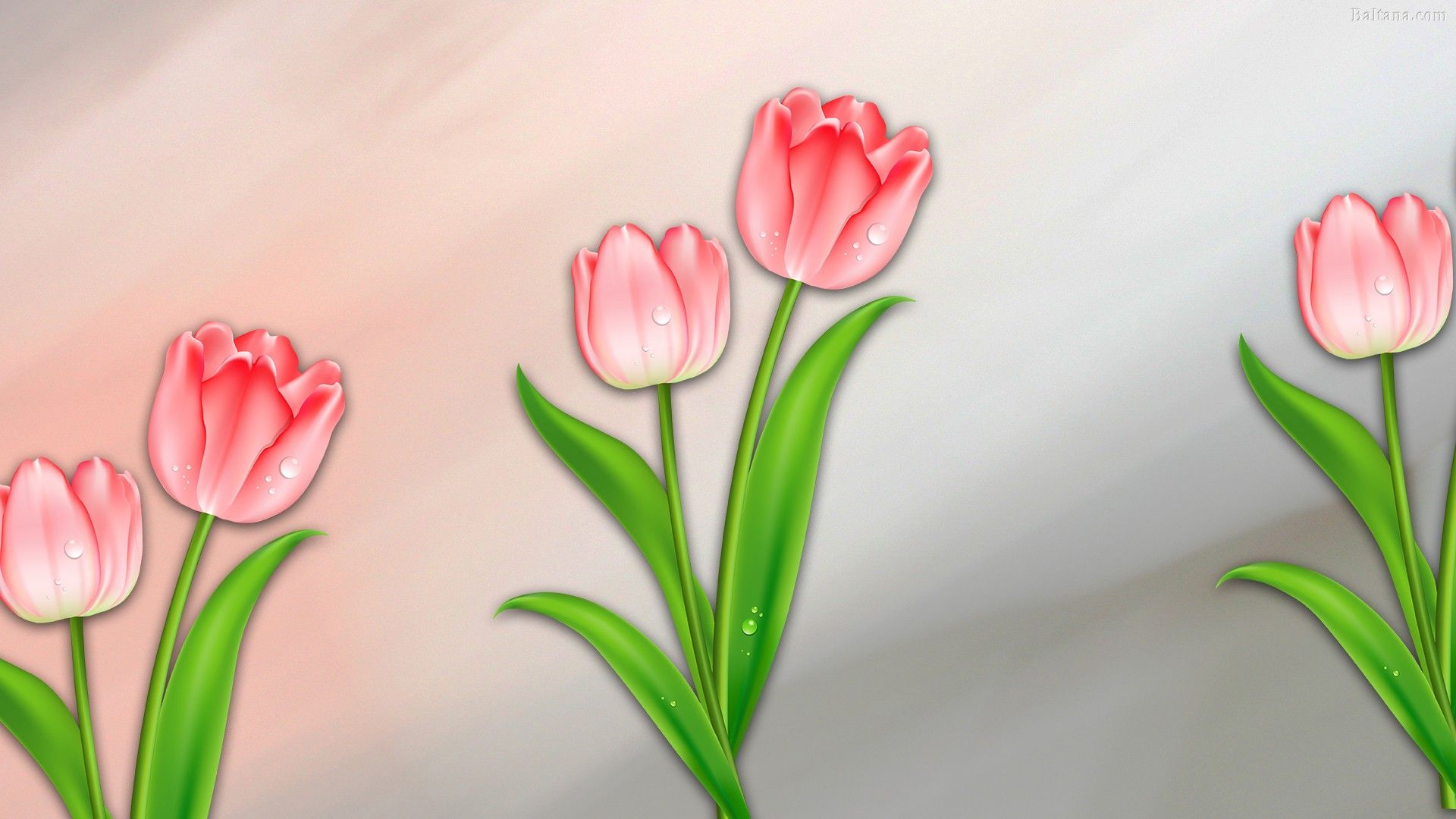 Tulip Desktop Wallpapers on WallpaperDog