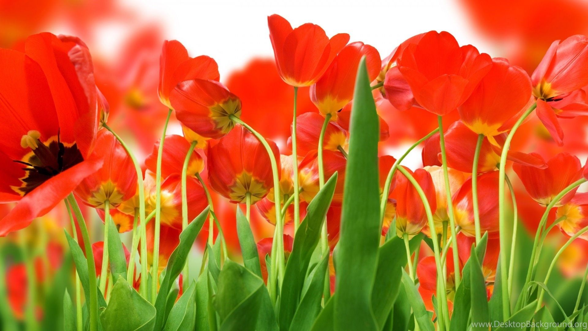 Tulip Desktop Wallpapers on WallpaperDog