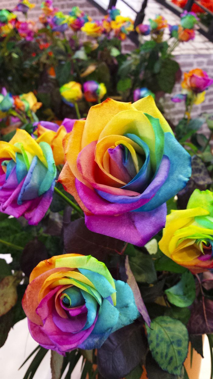 Rainbow Roses Wallpapers on WallpaperDog