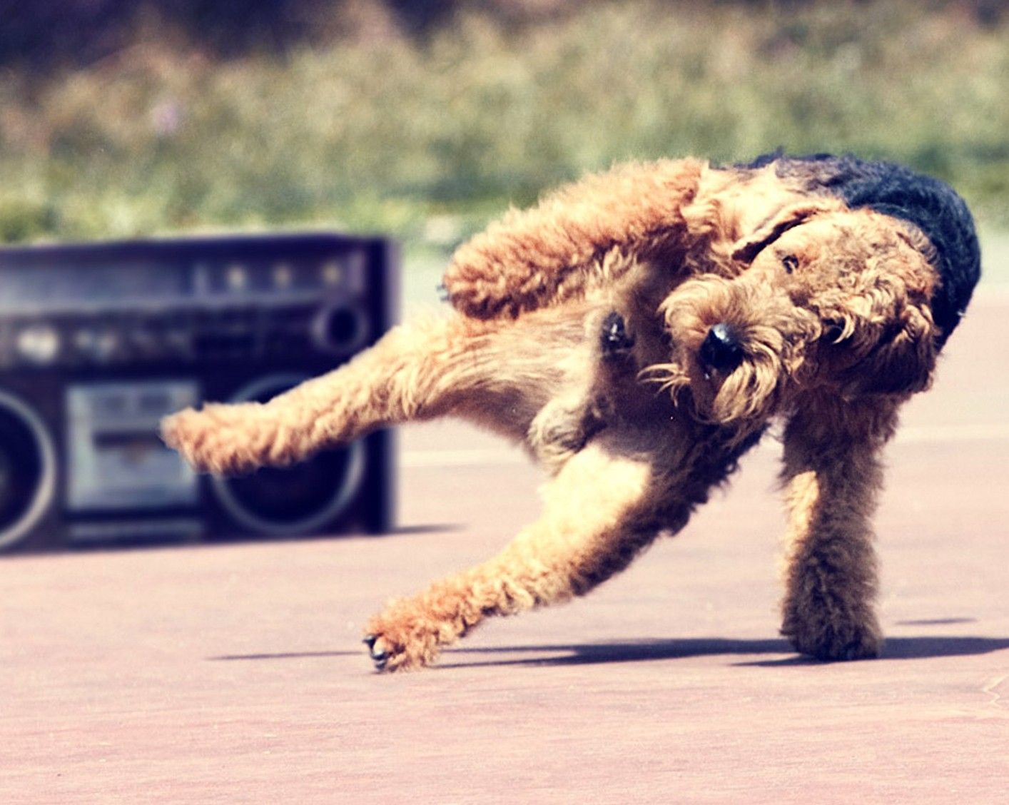 Cool Dog Wallpapers on WallpaperDog