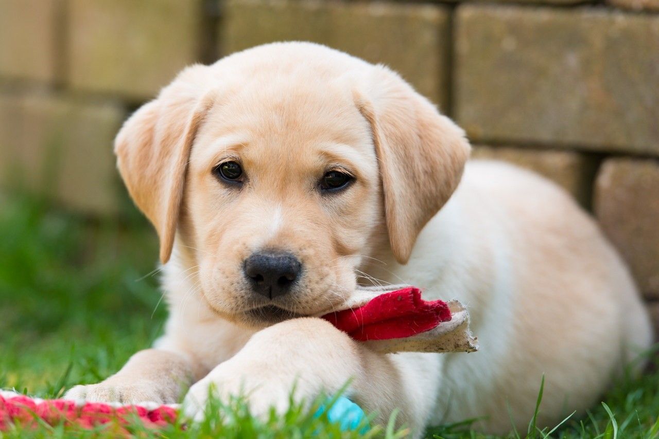 Cool Dog Wallpapers on WallpaperDog