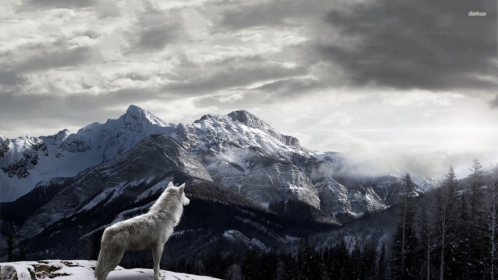 Forest Wolves Wallpapers on WallpaperDog