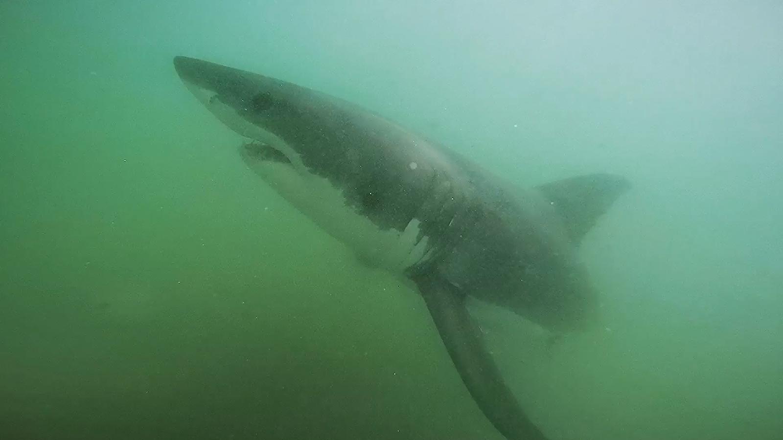 Bit Shark Supreme Wallpapers on WallpaperDog