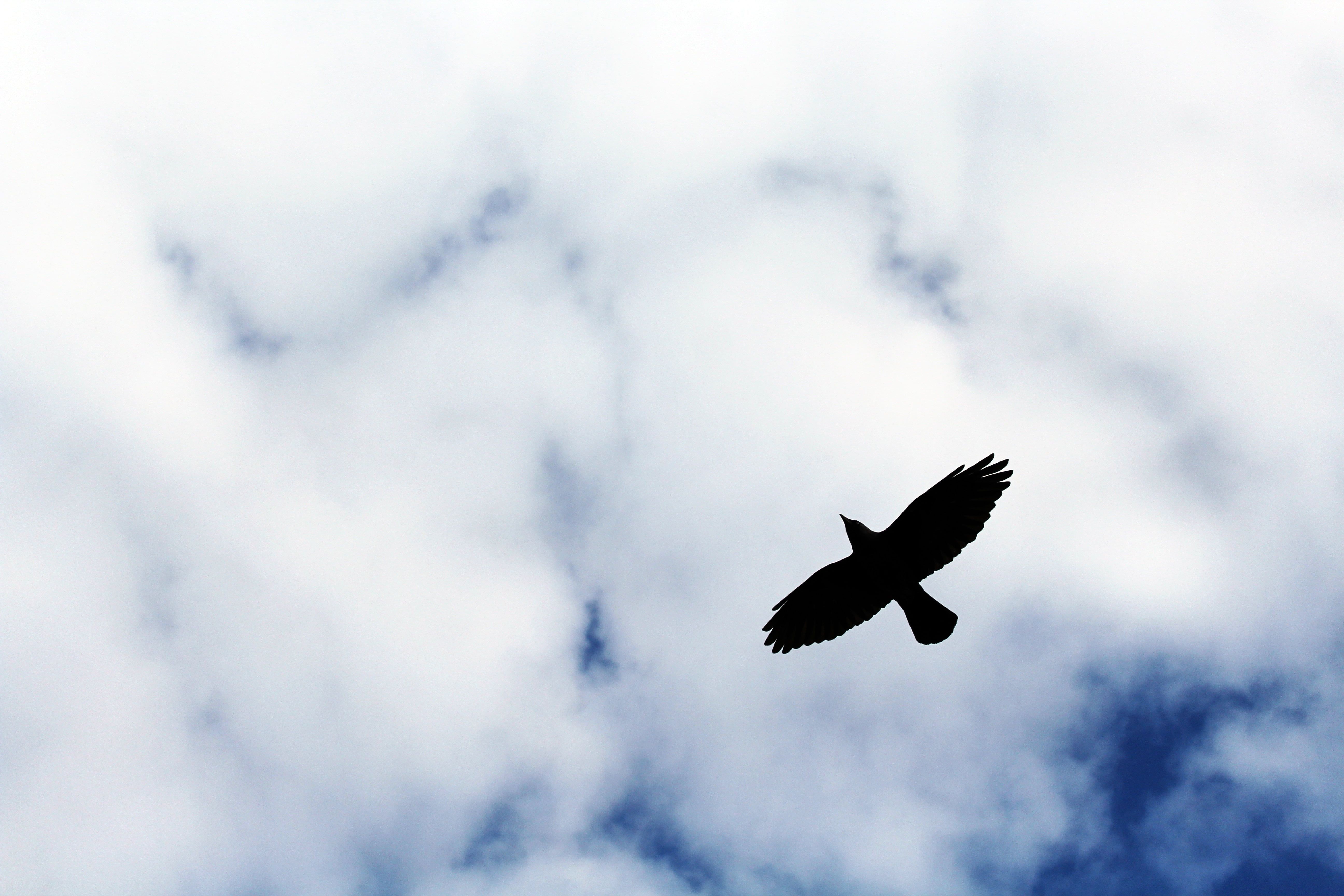 Black Bird Silhouette Wallpapers on WallpaperDog