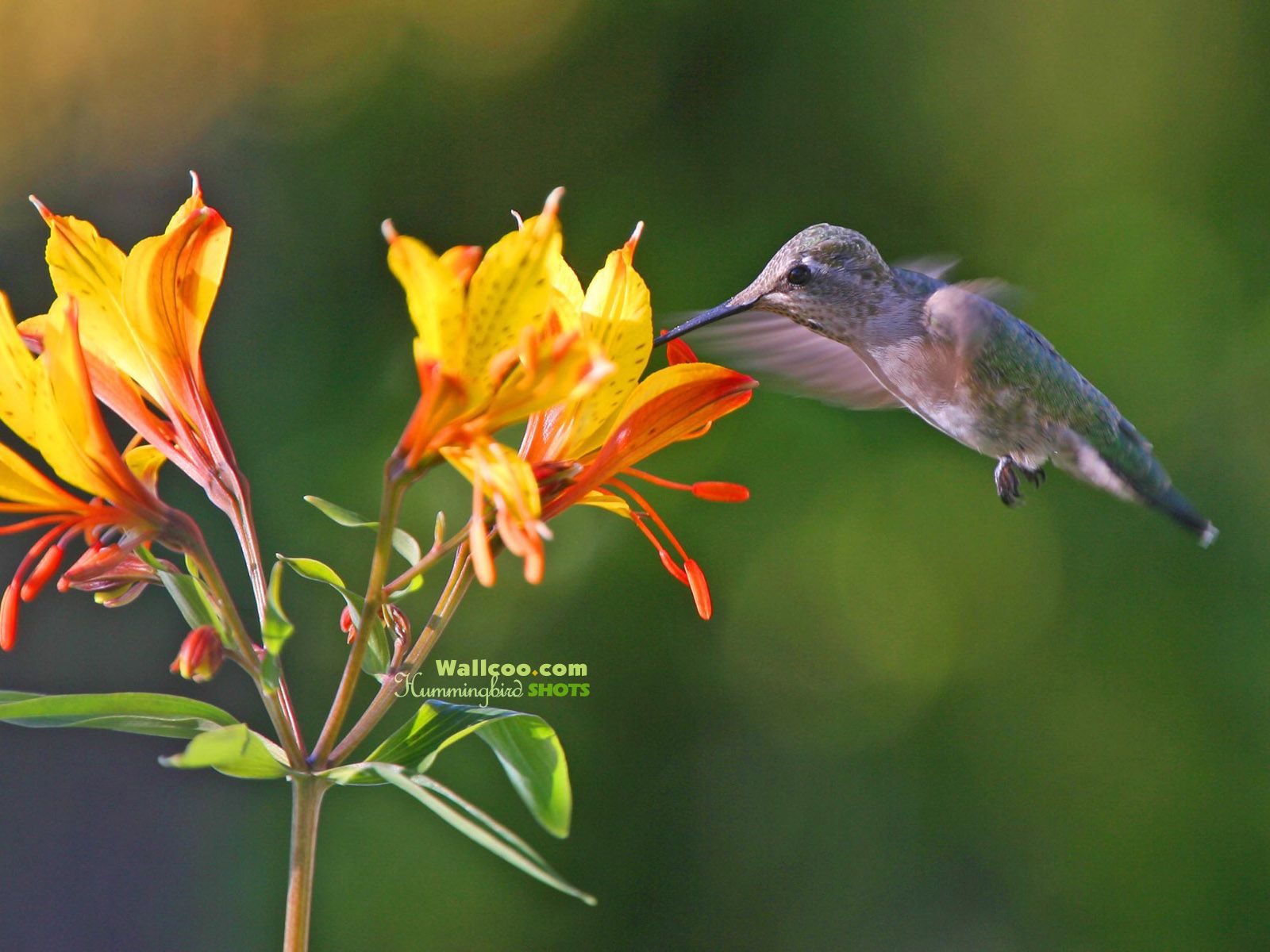 Hummingbirds and Flowers Wallpapers on WallpaperDog
