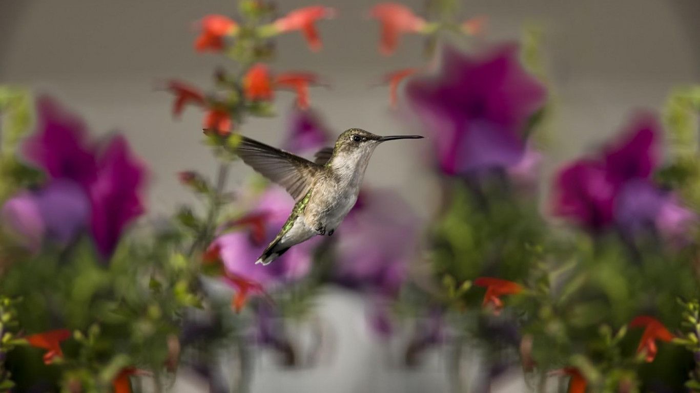 Hummingbirds and Flowers Wallpapers on WallpaperDog