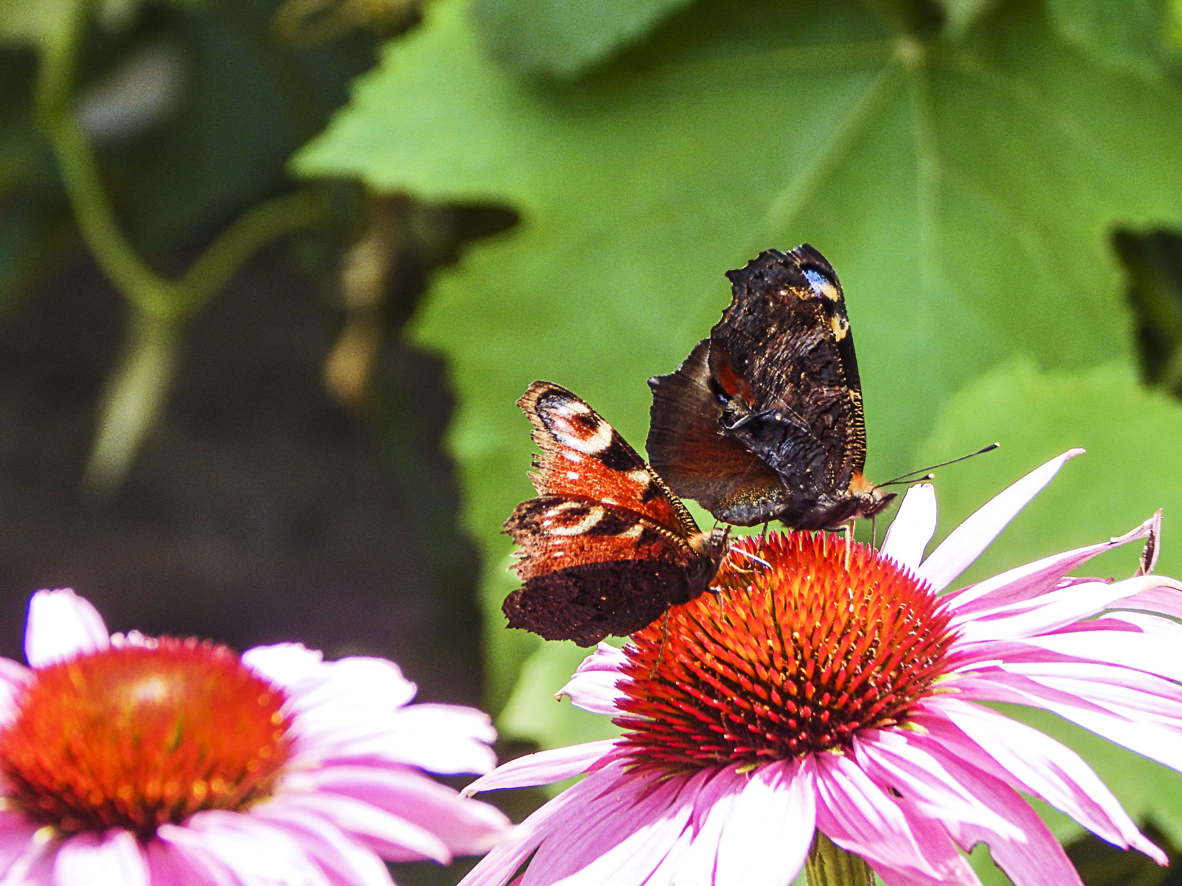 Garden and Butterflies Wallpapers on WallpaperDog